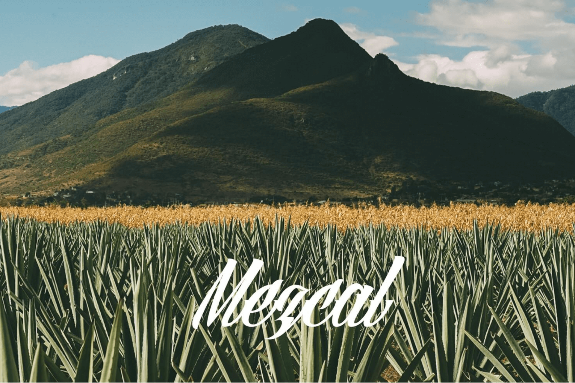 Artesanal Mezcal Tasting | The Rocks