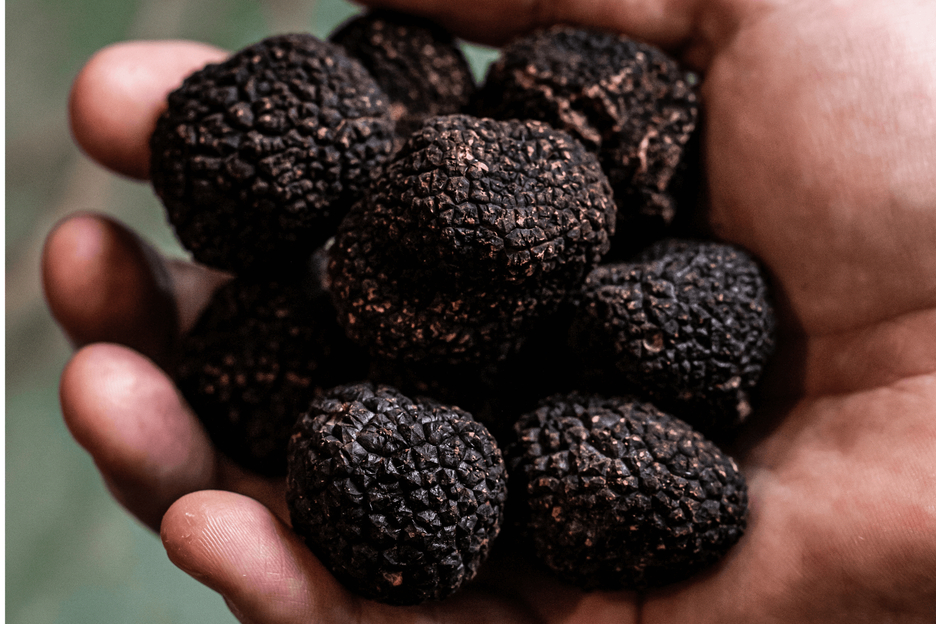 Truffle Season at Mode Kitchen and Bar | The Rocks